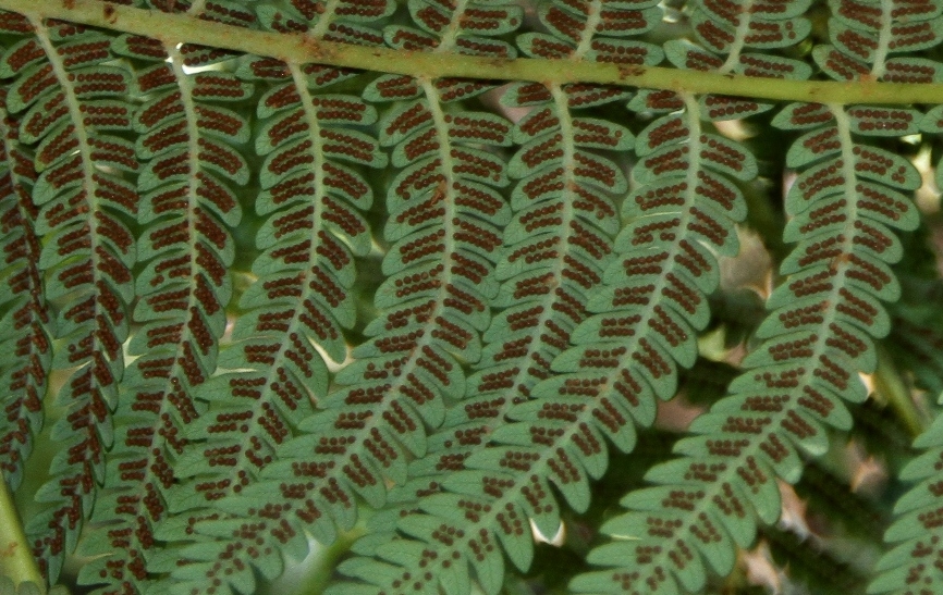 Nuts About Nature: Antarctica in Riddells Creek