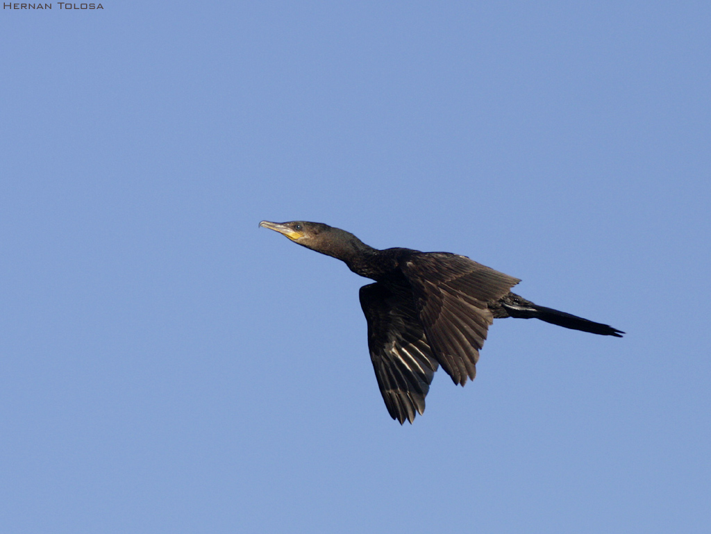 Aves de Argentina: Biguá (Phalacrocorax brasilianus)
