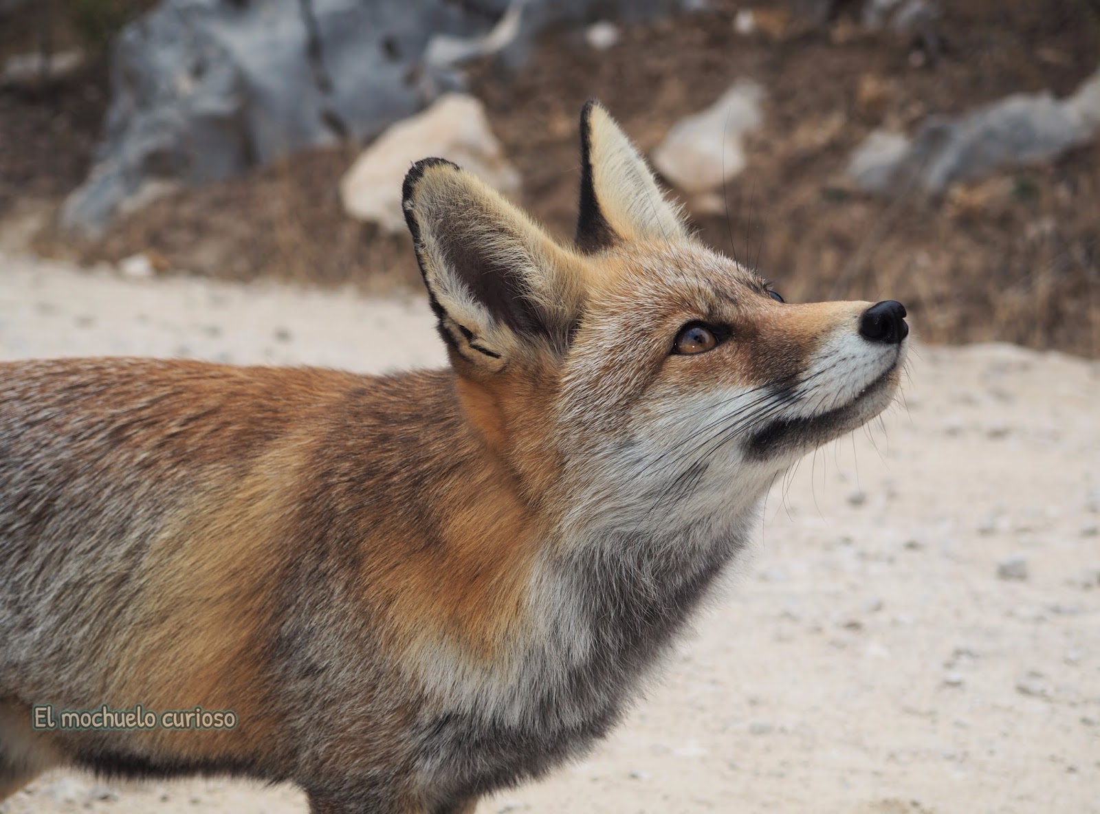 EL MOCHUELO CURIOSO: EL ZORRO ROJO, EL BANDOLERO DE NUESTROS BOSQUES.