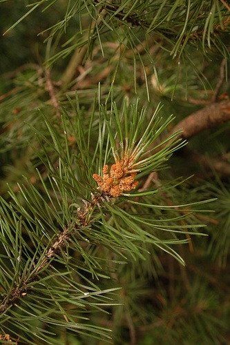 Pinul -Pinus montana Mill., Pinus silvestris L. (fam. Pinaceae ...