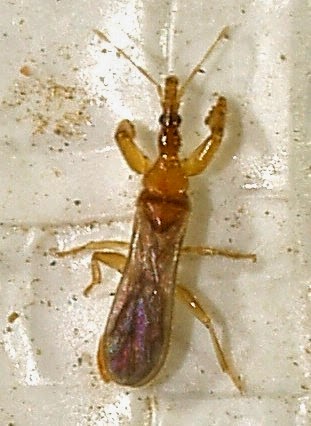 Arizona: Beetles, Bugs, Birds and more: MABA mini Bio Blitz in Sonora ...