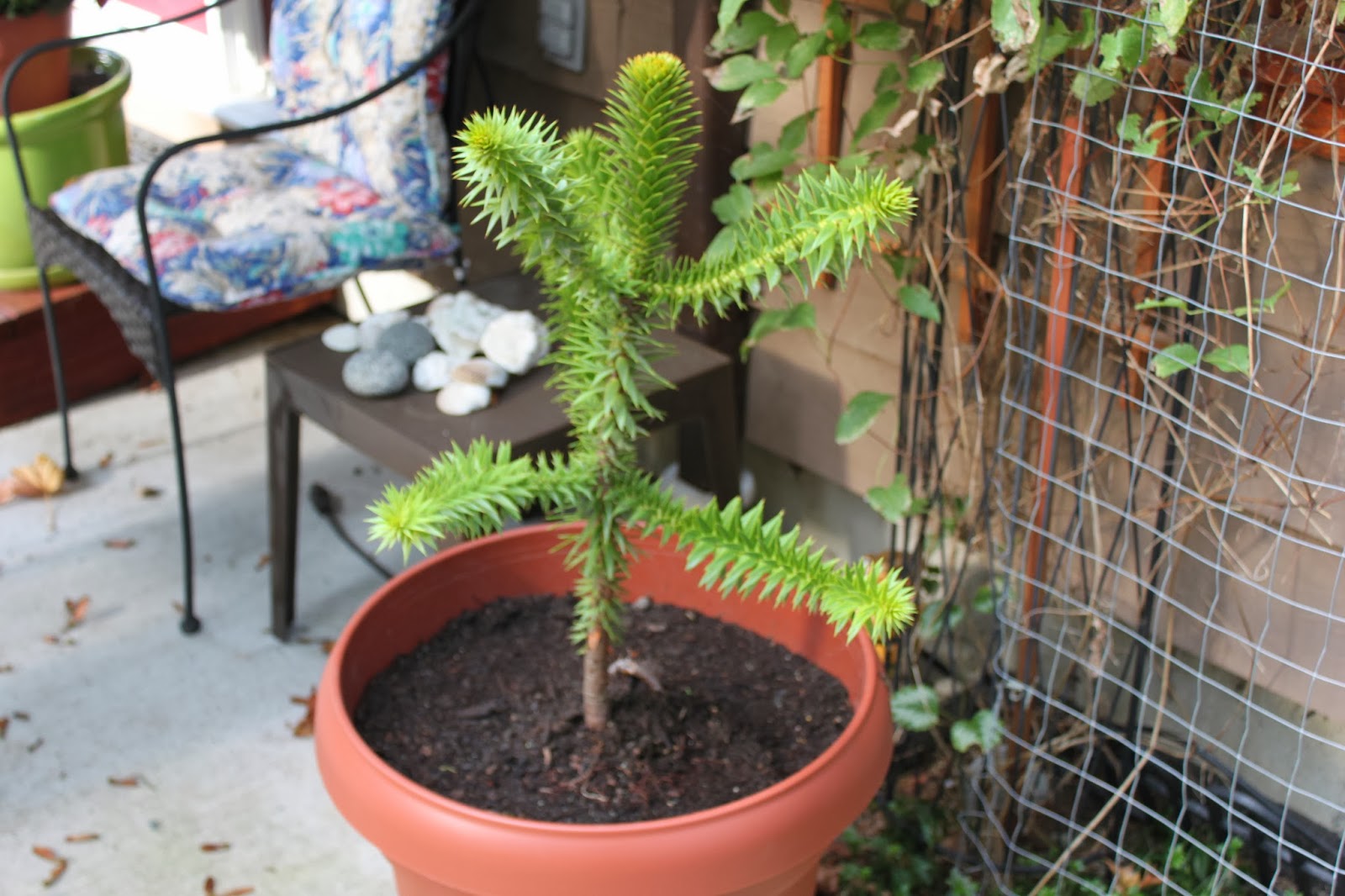 Life, Art and Travel of Lynn Myette: Monkey Puzzle Trees on Gabriola Island