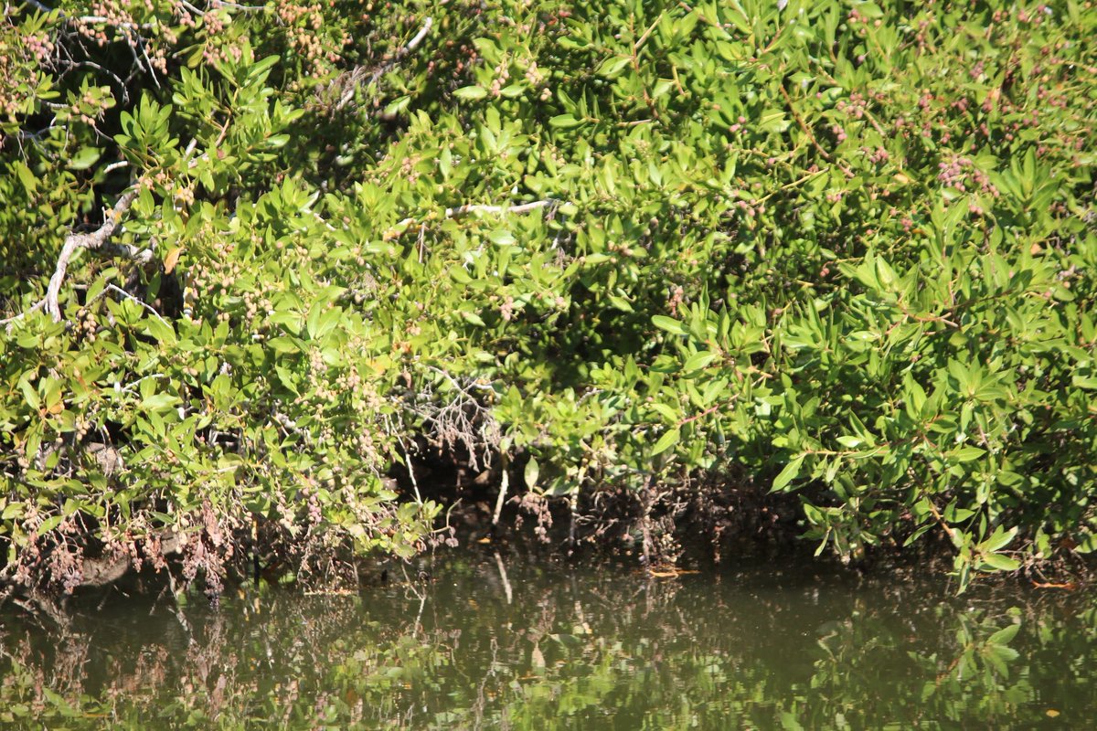 MANGLARES EN CAMPECHE