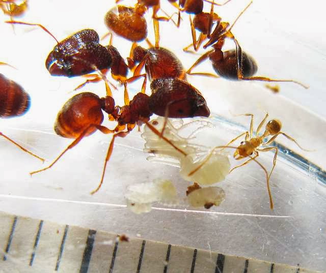Photos and Info on Ants and Termites of Malaysia: Pheidole sp