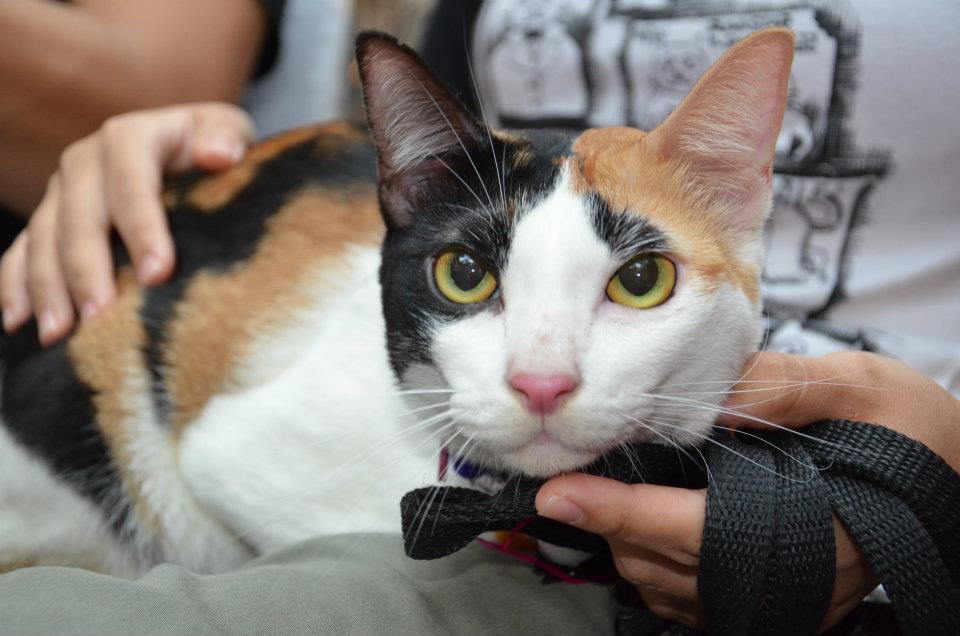 Natural PawPals: Most Beautiful DSH Cat Contest 2012