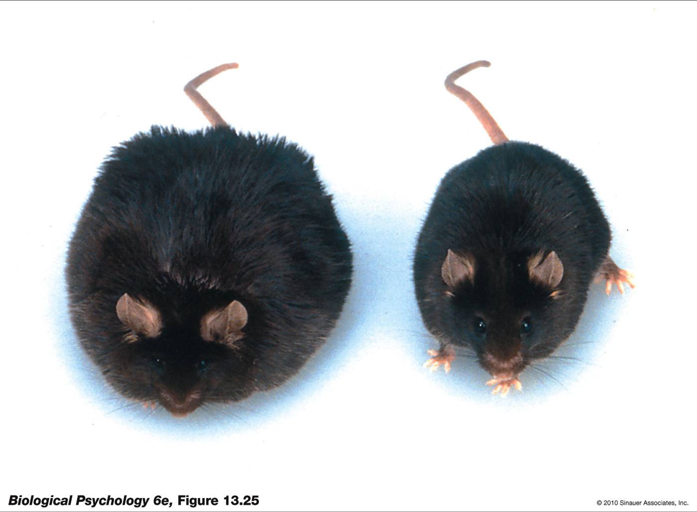 Mice, obese; Obese Mice; Hyperglycemic Mice