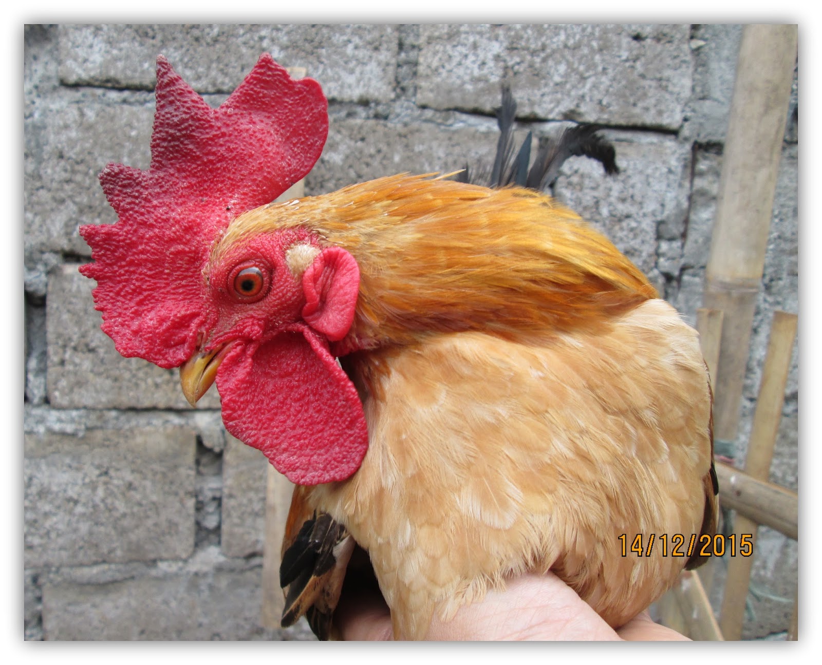 Chicken's Life: Memelihara Ayam Kate? Baca Dulu Yang Satu Ini