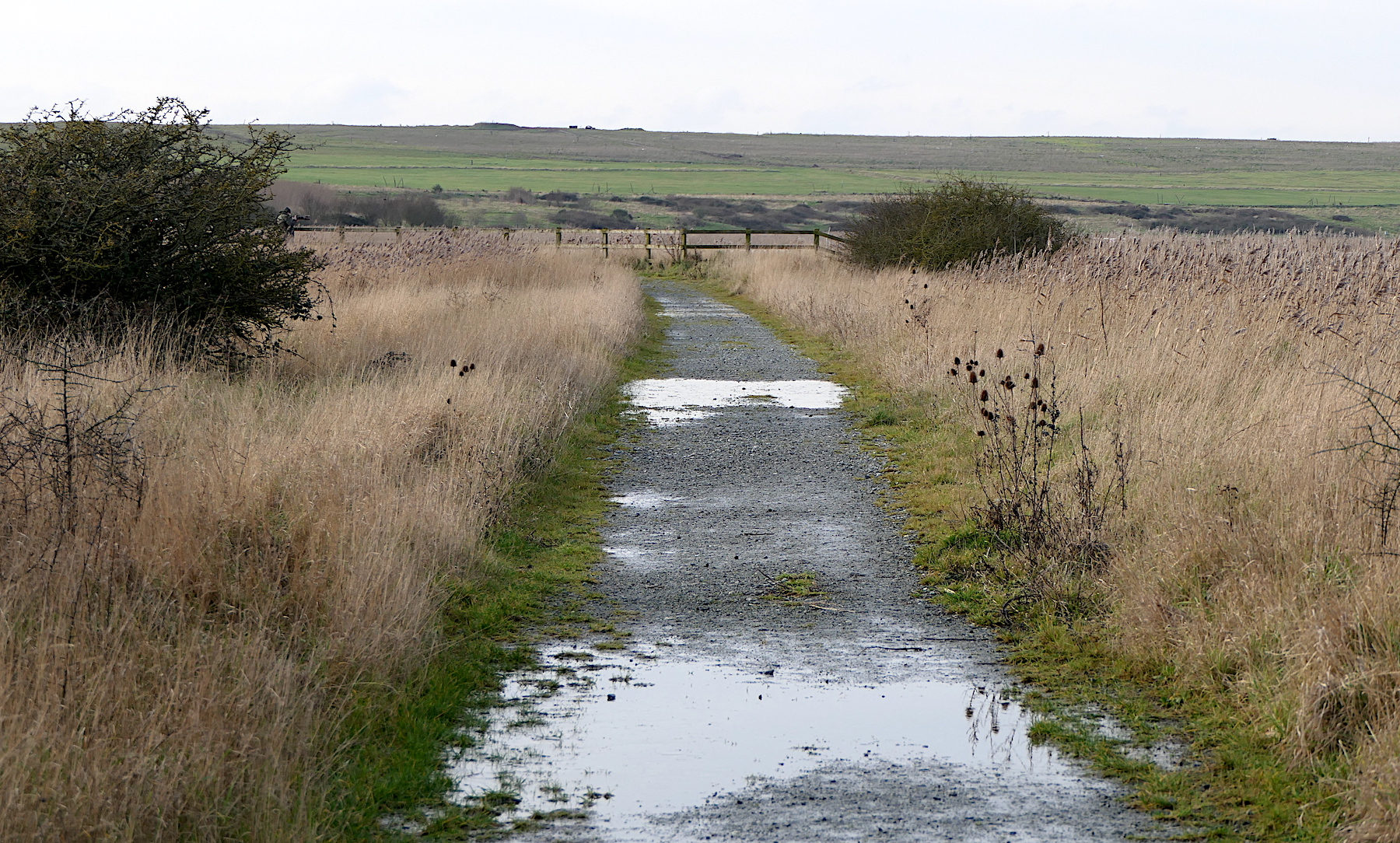 Bowers Marsh walk, January 2021 No. 7