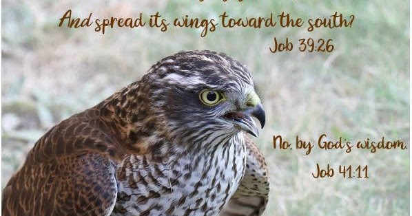 The Birds Fly by God's Wisdom | Bible Fun For Kids