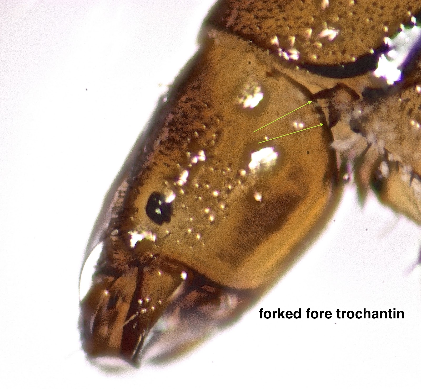 Aquatic Insects of Central Virginia: Ceratopsyche sparna/Hydropsyche ...