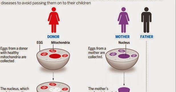 If Only Singaporeans Stopped to Think: 3-parent IVF babies: What next?