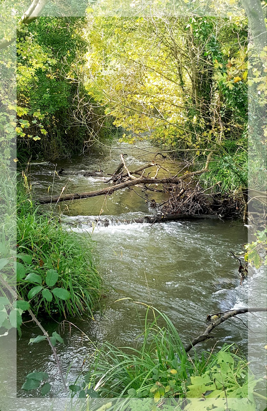 Corkagh Park: Camac River at Corkagh.