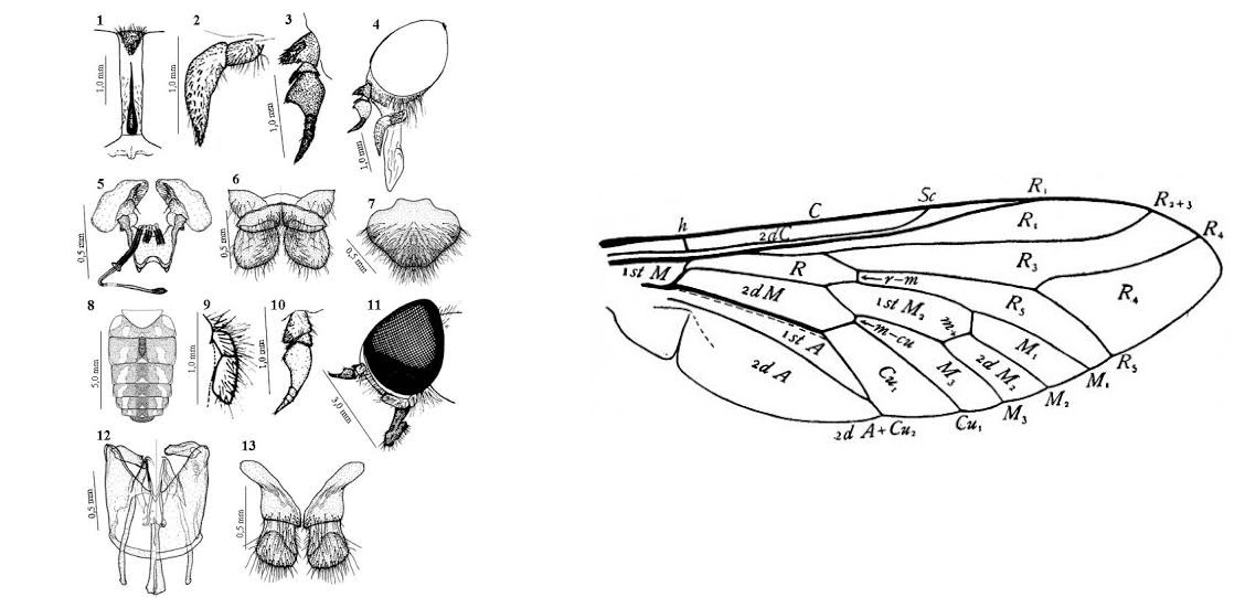 Coelho pré-Cambriano: Como organizamos os series vivos? Moléculas X ...