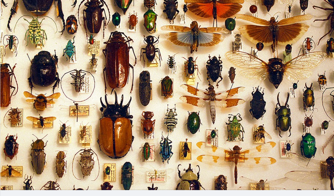 Screen Banana's very important homework: Bugs have feelings