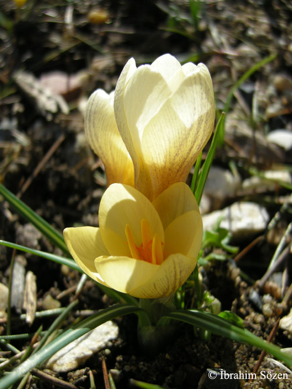 The Country Of Crocuses: Crocus candidus