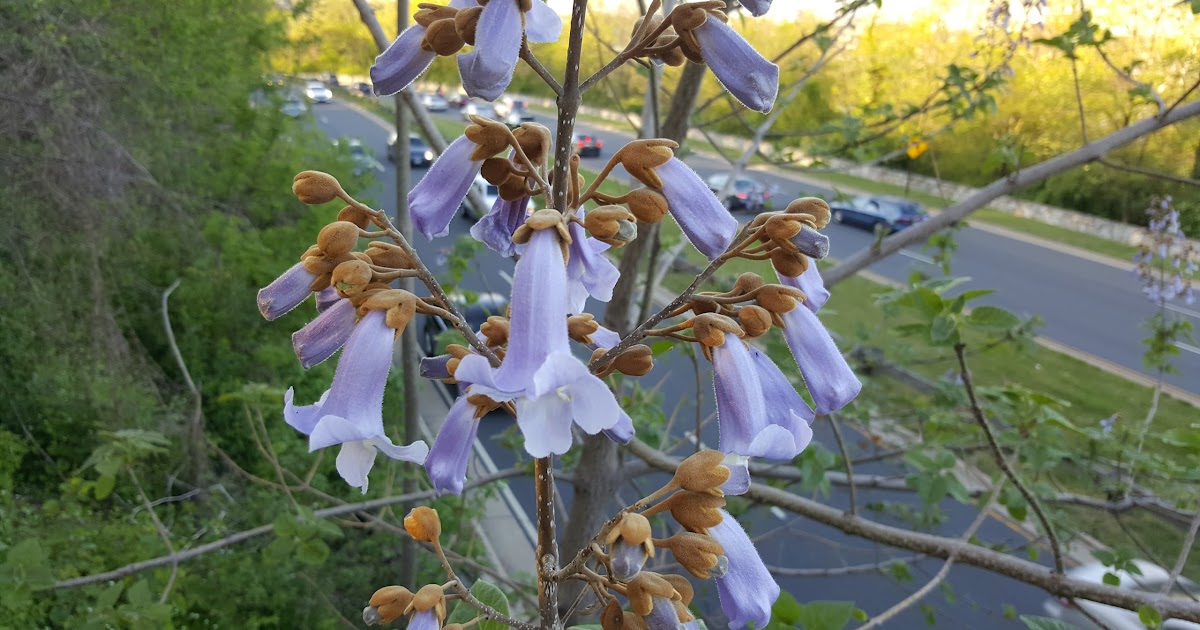 Ben's Journal: A Tree fit for a Princess