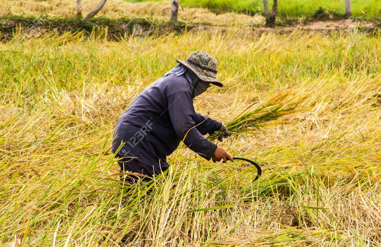 Rusty's Bio-zone: CROP PRODUCTION AND MANAGEMENT