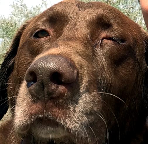 Cheatgrass And Foxtail Dangers Idaho Veterinary Hospital
