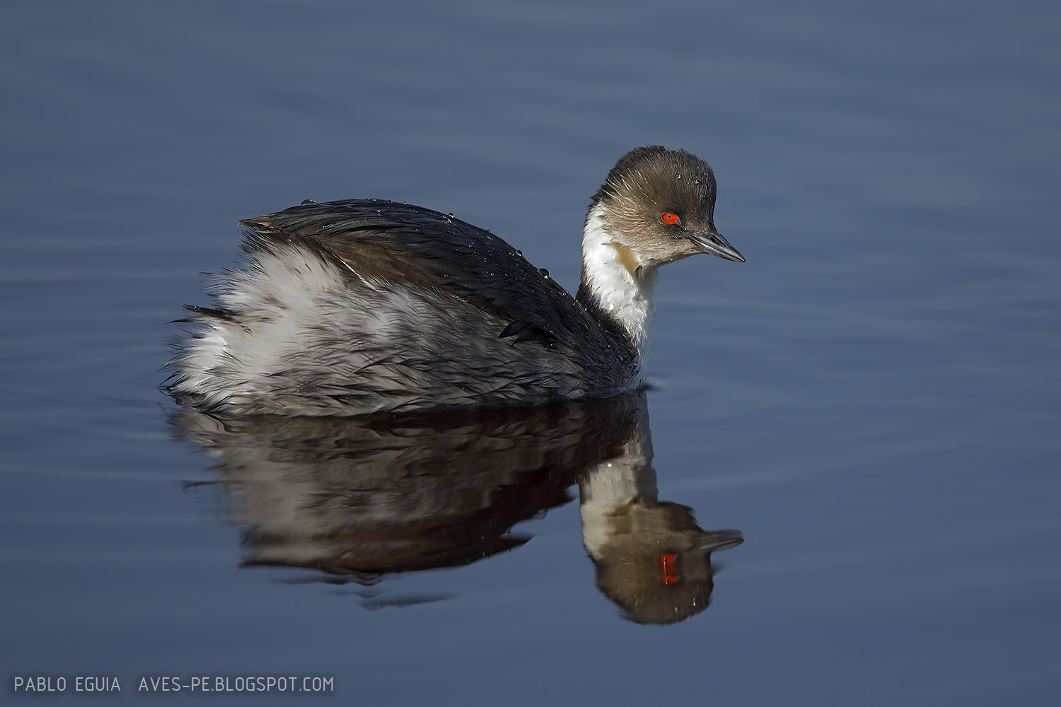 mis fotos de aves: Podiceps occipitalis Macá Plateado Southern Silvery ...