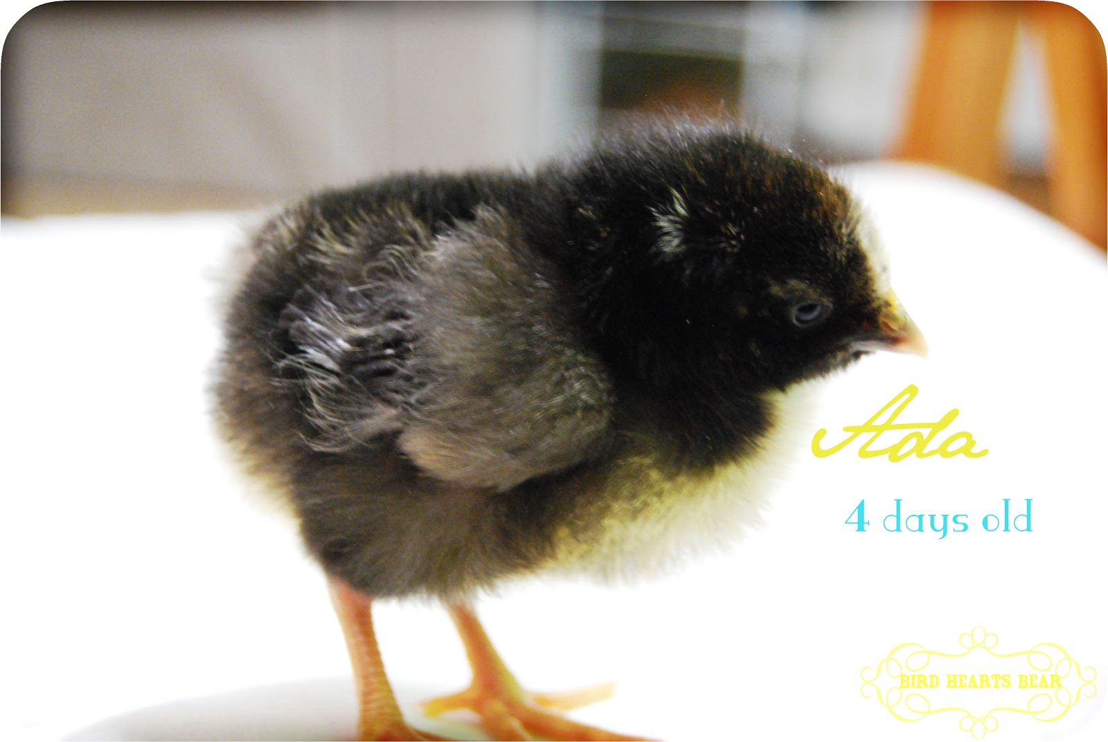 Bird hearts Bear: They grow up so fast...