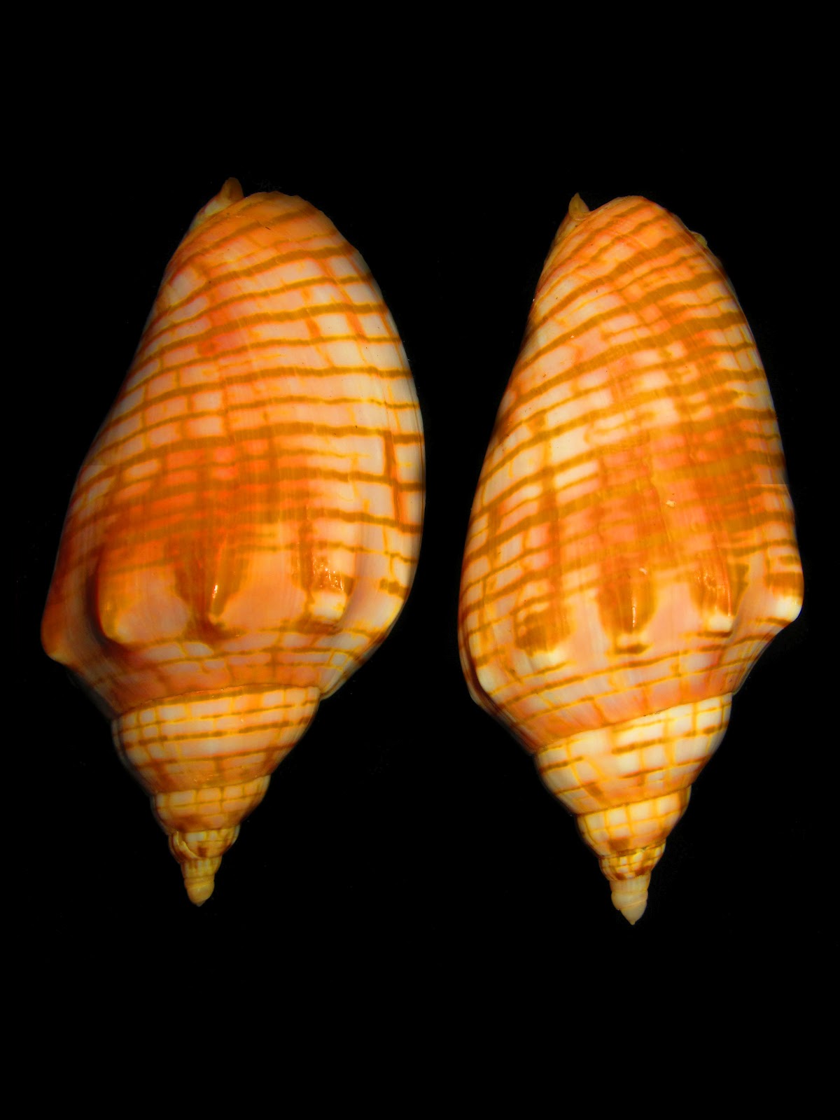 Sea Shells Enterprises: VOLUTIDAE