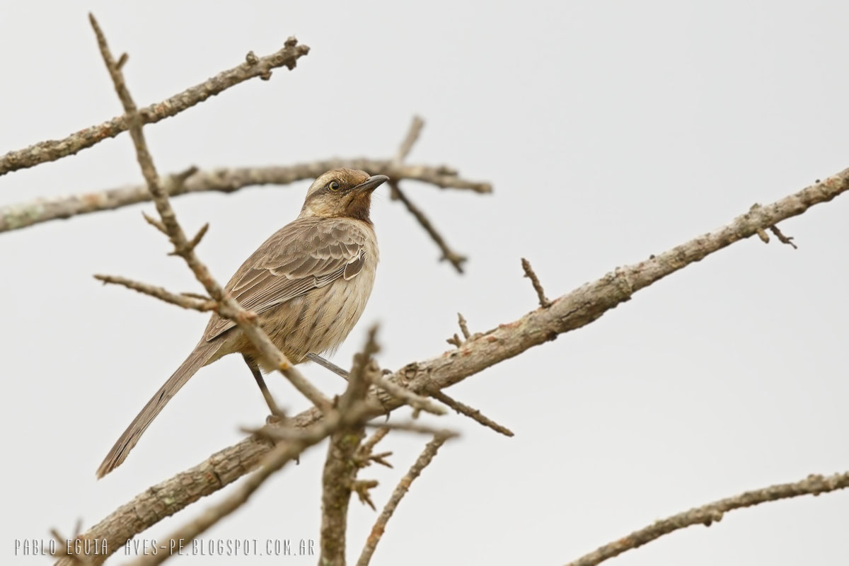 mis fotos de aves: Mimus saturninus Calandria Grande Chalk-browed ...