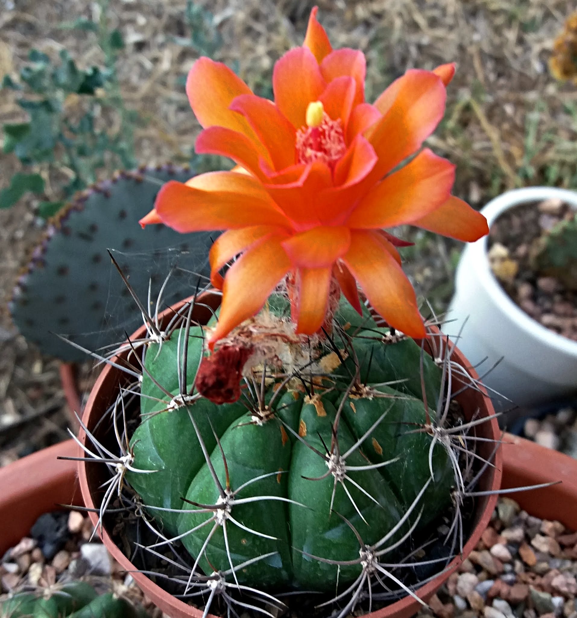 TIERRA SECA .Tienda online. : MATUCANA RITTERI.Ref.060.MATU