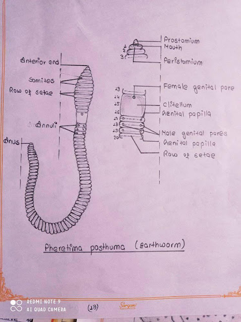 Labelled Diagram of Pila Globosa,Frog,Octopus,Pheretima Posthuma,Star ...