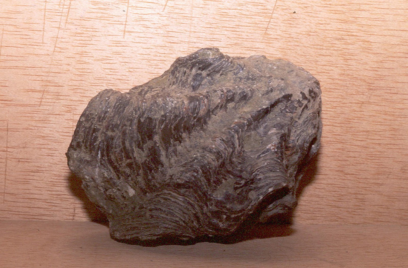 El mundo de los fósiles.: BIVALVOS