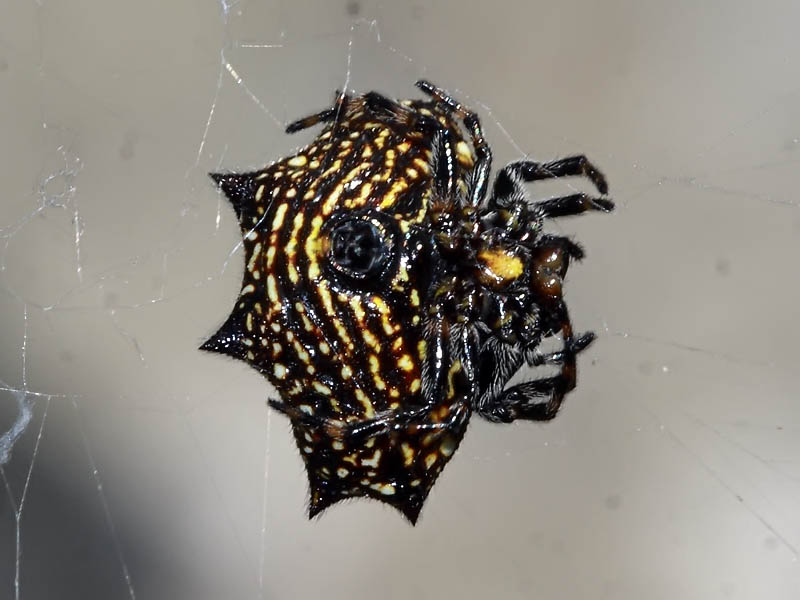 Ecobirder: The Short Life of the Spiny-backed Orbweaver