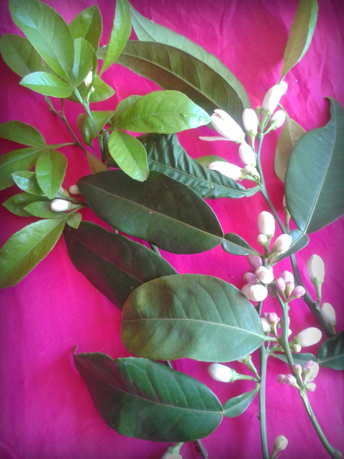 EL INVENTARIO DE MJ: Hoy mi inspiración huele a azahar