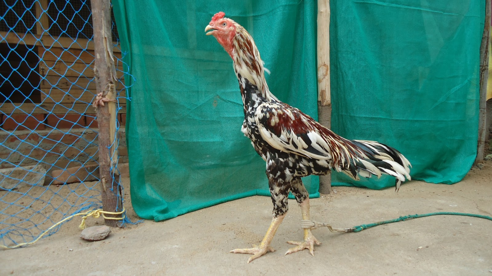 ASEEL FIGHTER PHOTOS - ASEEL FIGHTER PHOTOS