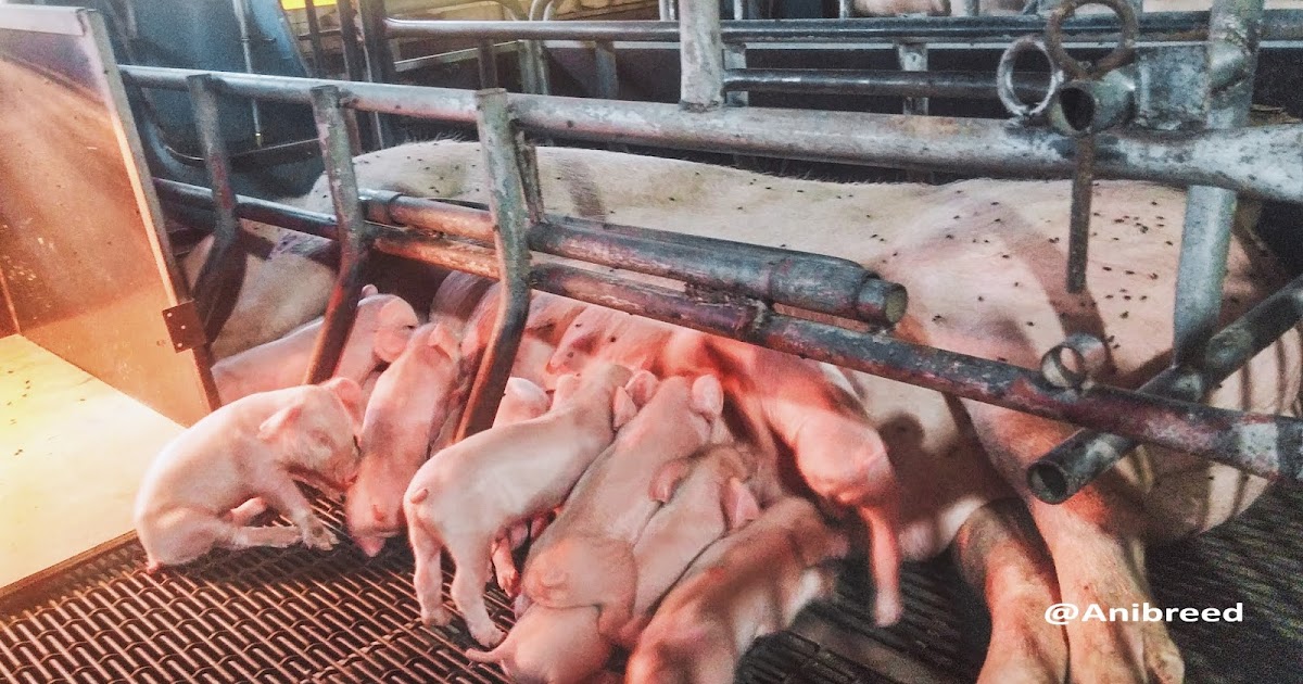 CARE OF A NEWBORN PIG AND IMPORTANCE UNDERLYING FEEDING COLOSTRUM TO ...