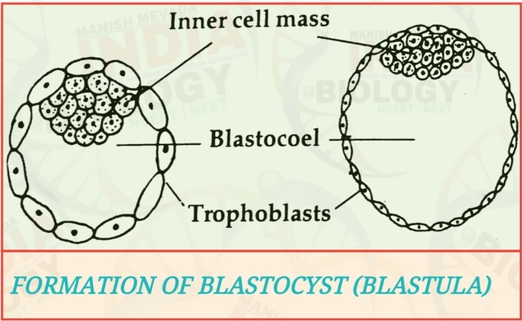 FERTILIZATION - CLEAVAGE & BLASTULATION