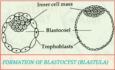FERTILIZATION - CLEAVAGE & BLASTULATION