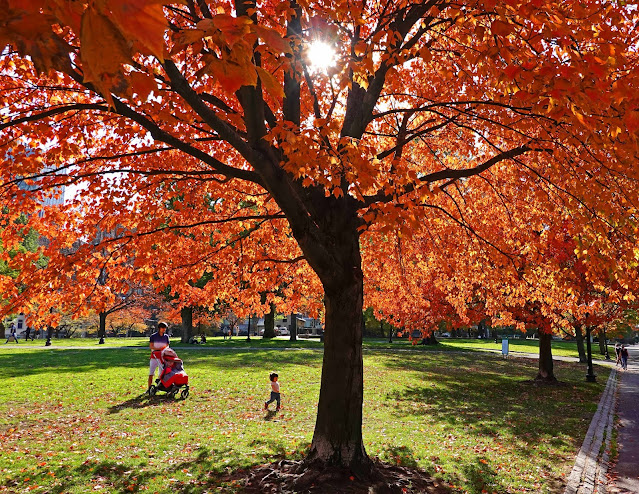 Joe's Retirement Blog: Fall - Boston Common, Boston, Massachusetts, USA