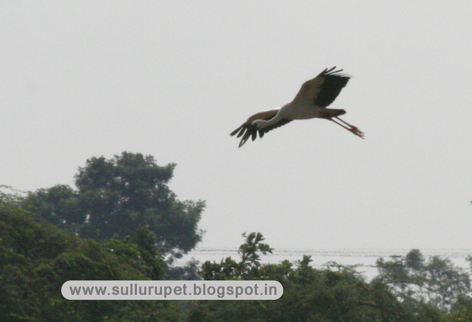 Nelapattu Bird Sanctuary Sullurpeta,Nellore Dist,A.P - www.Sullurupet.com