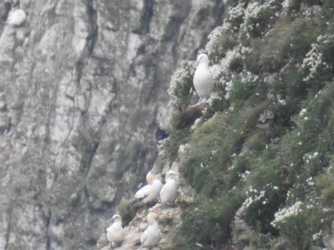 Ornithological Idiocy: Albert Ross