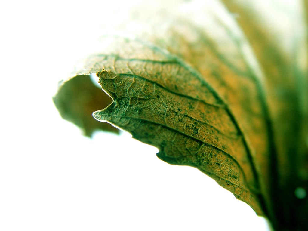 Gambar-Gambar Daun yang Alami dan Sangat Indah