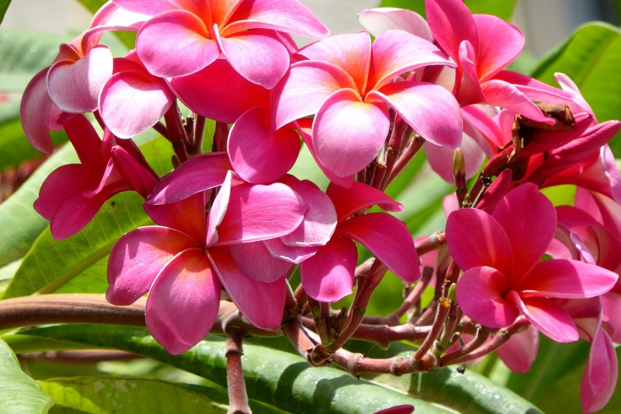 87+ Gambaran Bunga Kamboja