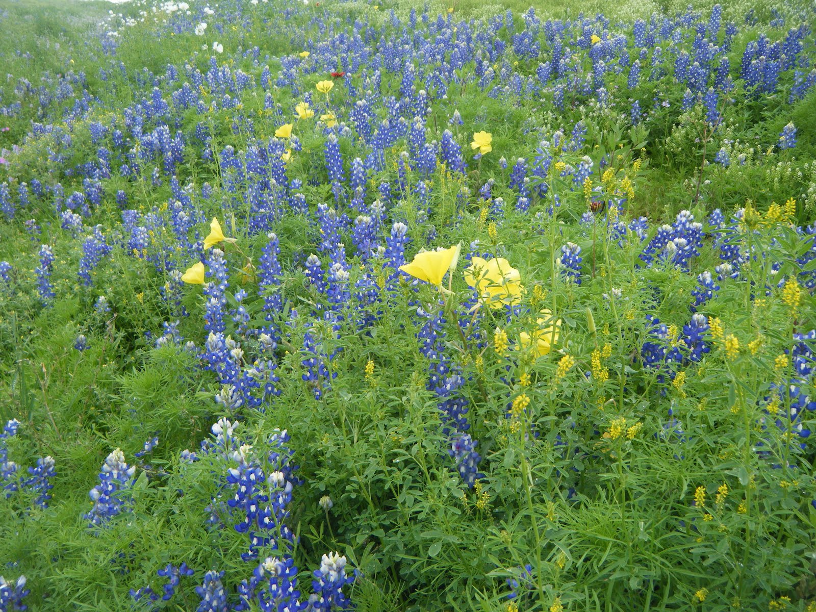 Maw and Paw's Day Dream Adventures: Yellow Rose of Texas?