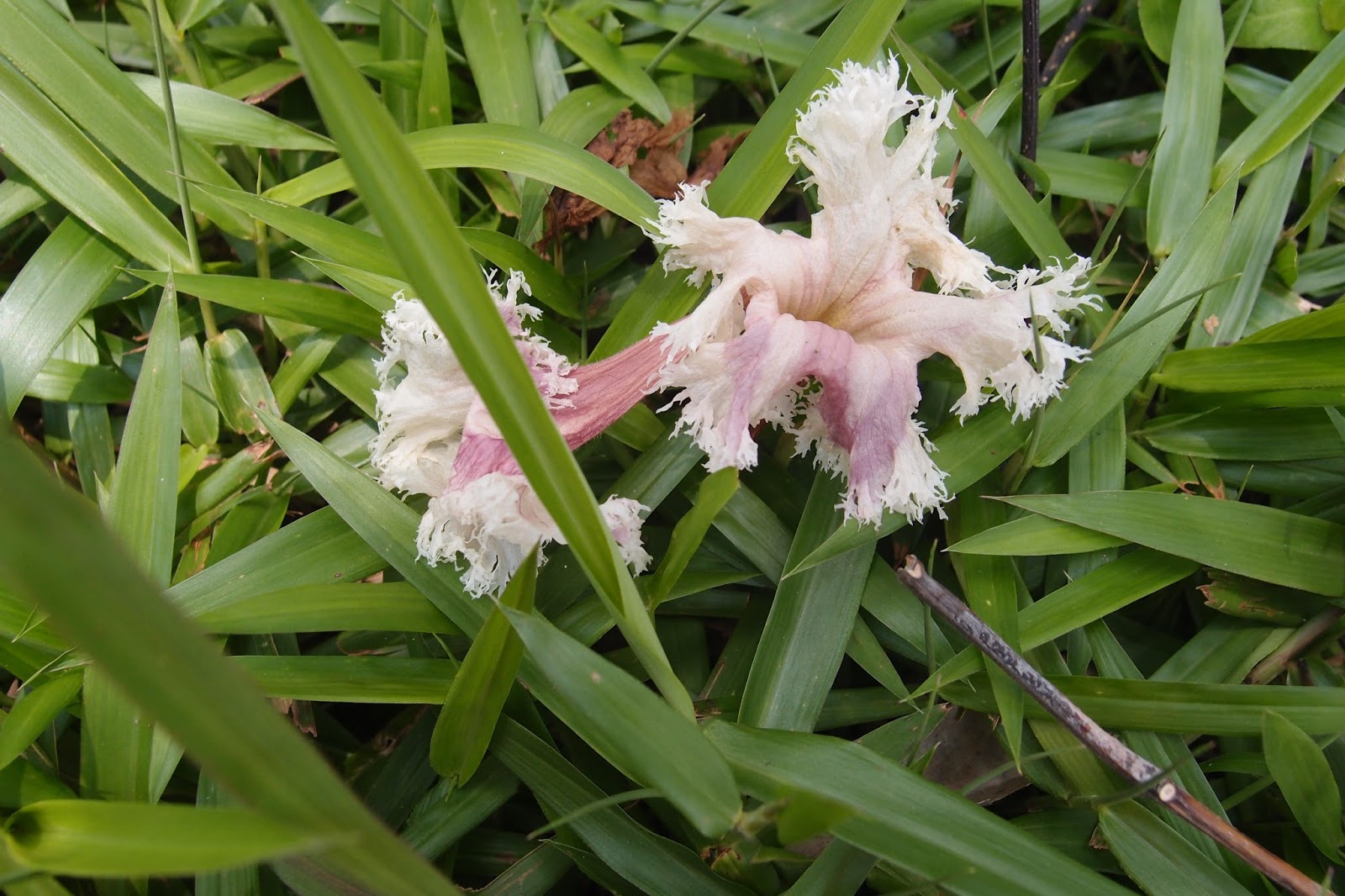 TALAM PULUT BUNGA CHICHA (CICA)