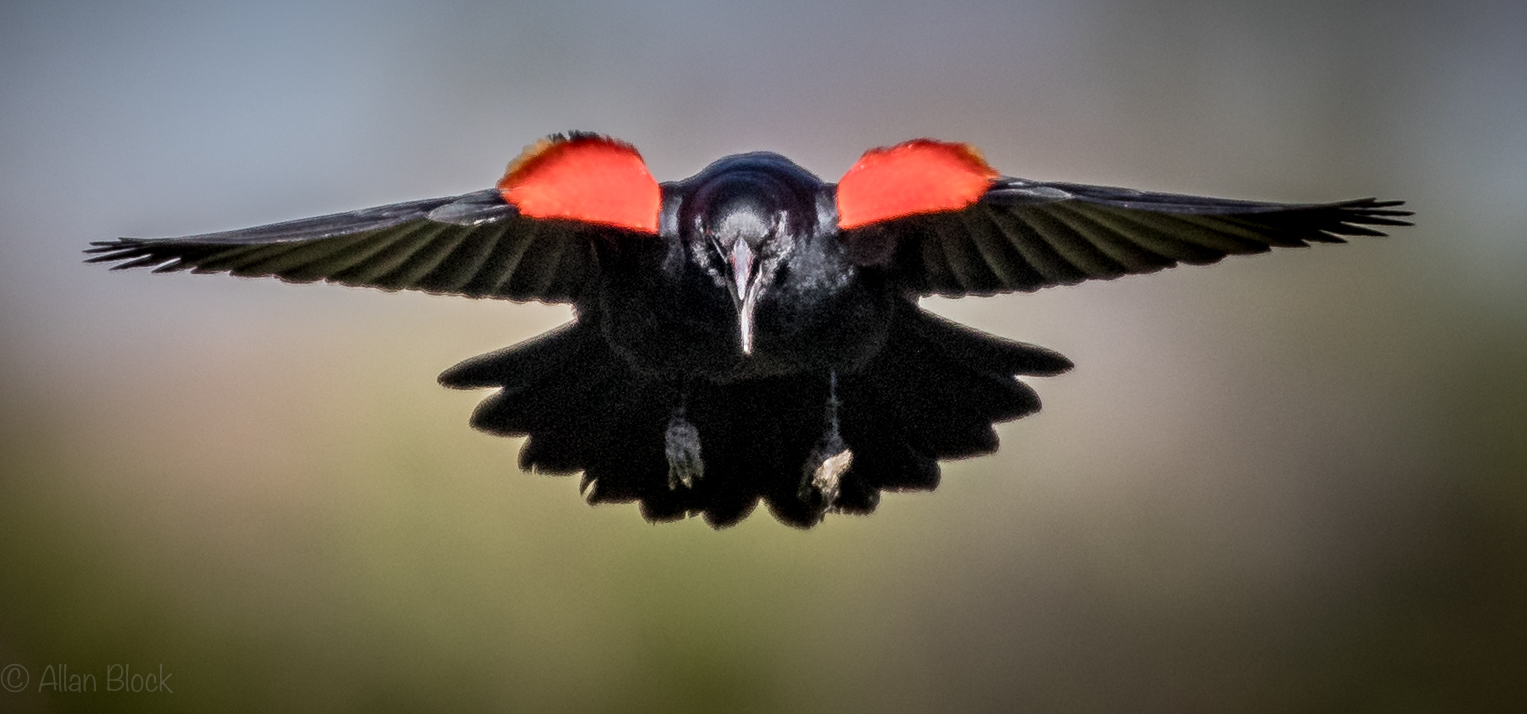 Red Winged Blackbird In Flight