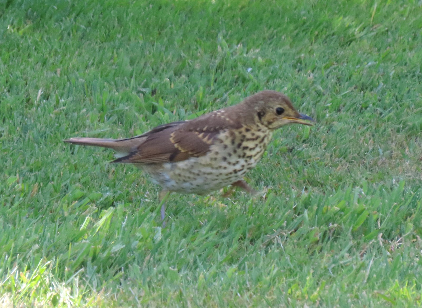 The Bagsy Blog: "Ducks' Ditty" by Kenneth Grahame