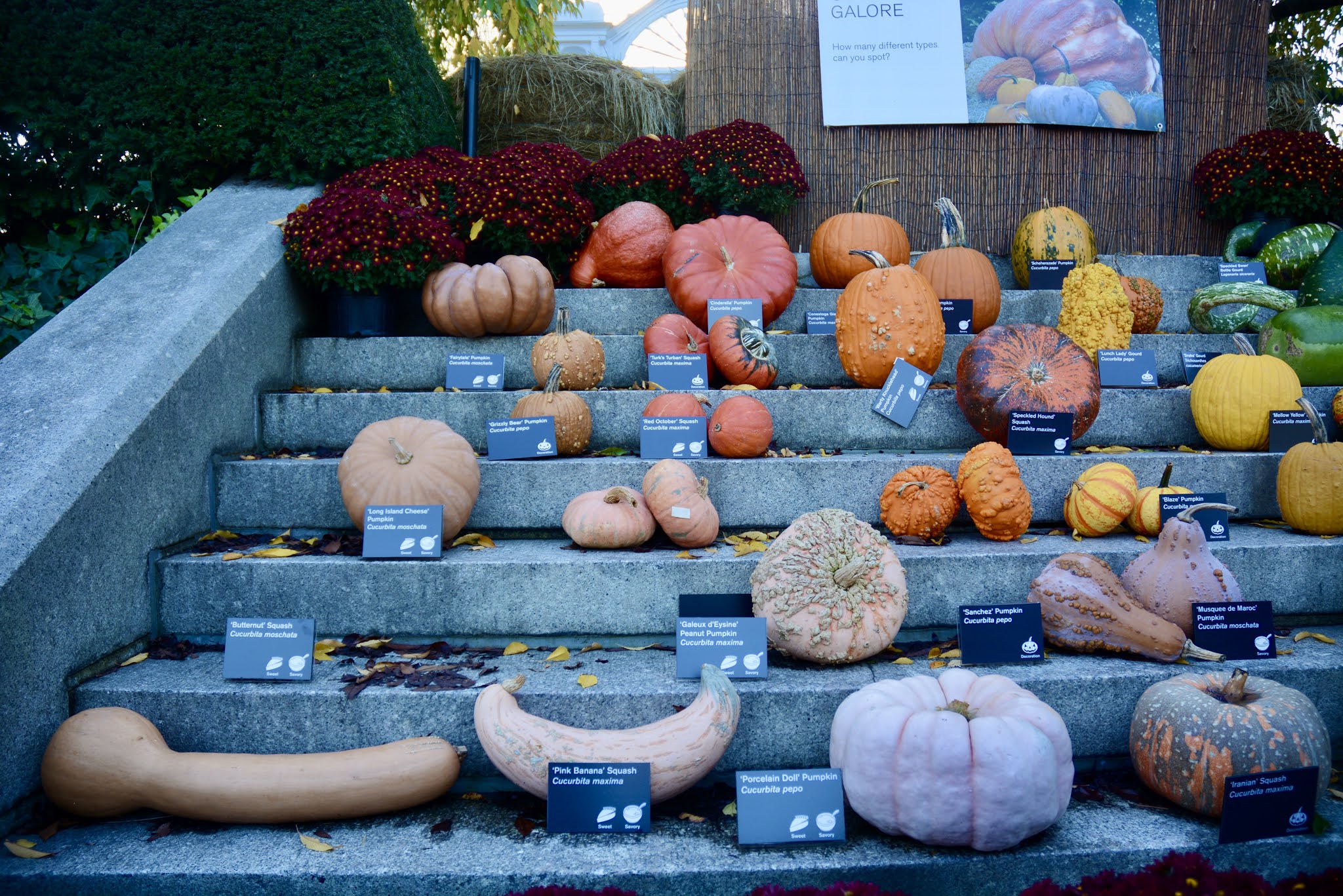 Random-osity: Great Pumpkin Weekend