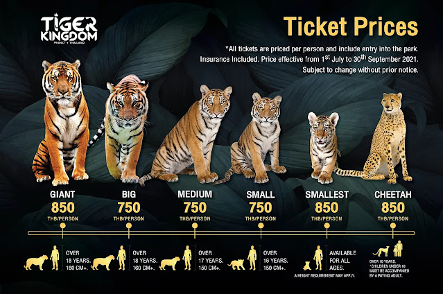 Travel to tiger kingdom Phuket and nearby accommodation