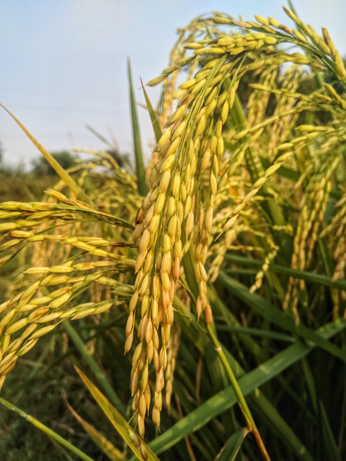 agricultural biotechnology : Why was Golden Rice developed