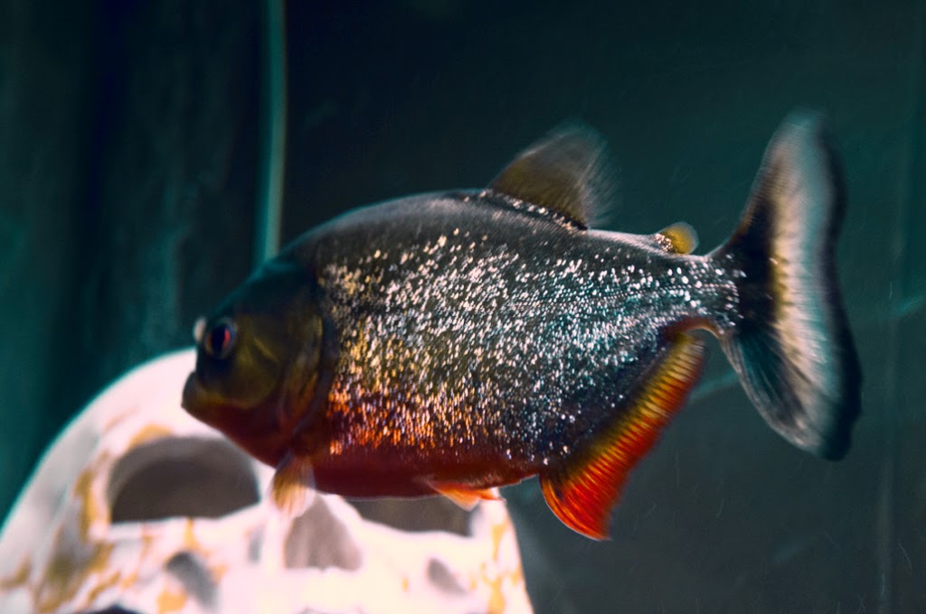 Freshwater Fish: JT Fishes 10