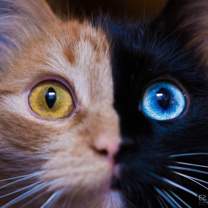 This Is Quimera, The Stunning Cat With 'Two Faces'