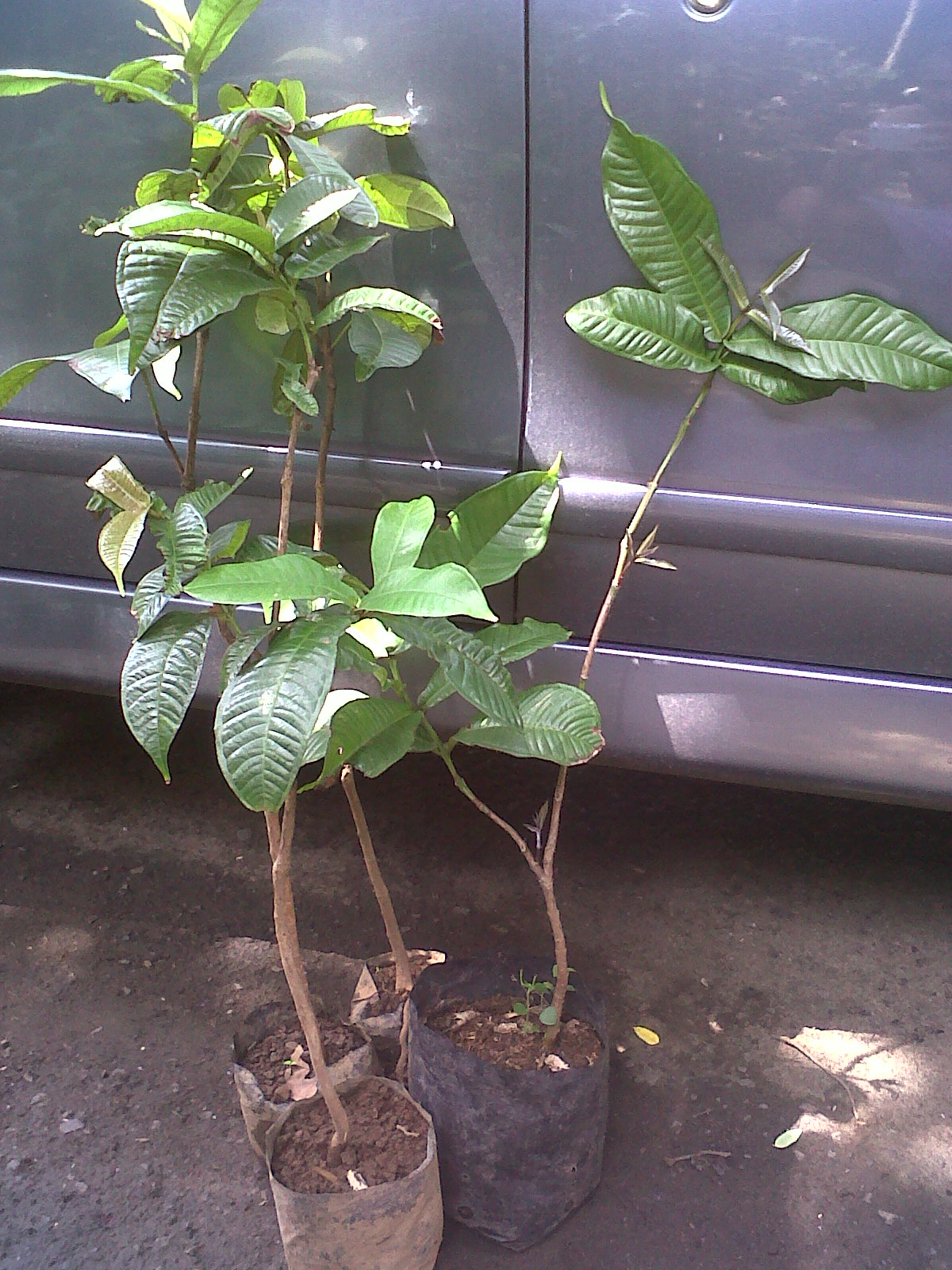 MAS KITTO: JUAL TANAMAN GOWOK